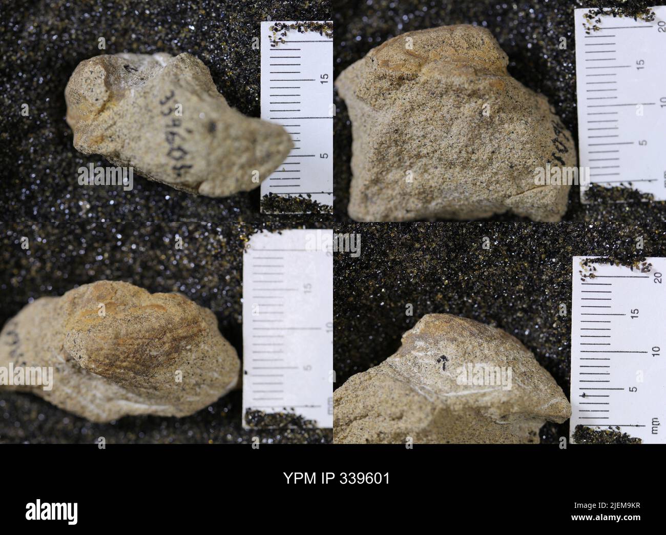 Pteria (Pseudoptera) fibrosa Meek & Hayden Stock Photo - Alamy
