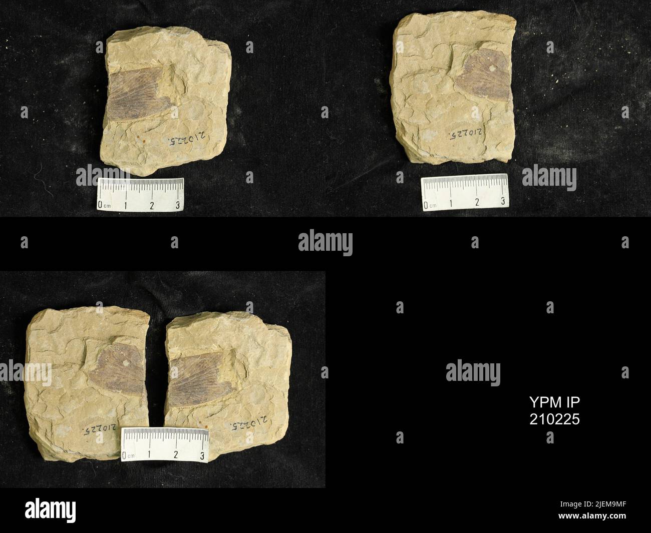 Order blattaria hi-res stock photography and images - Alamy