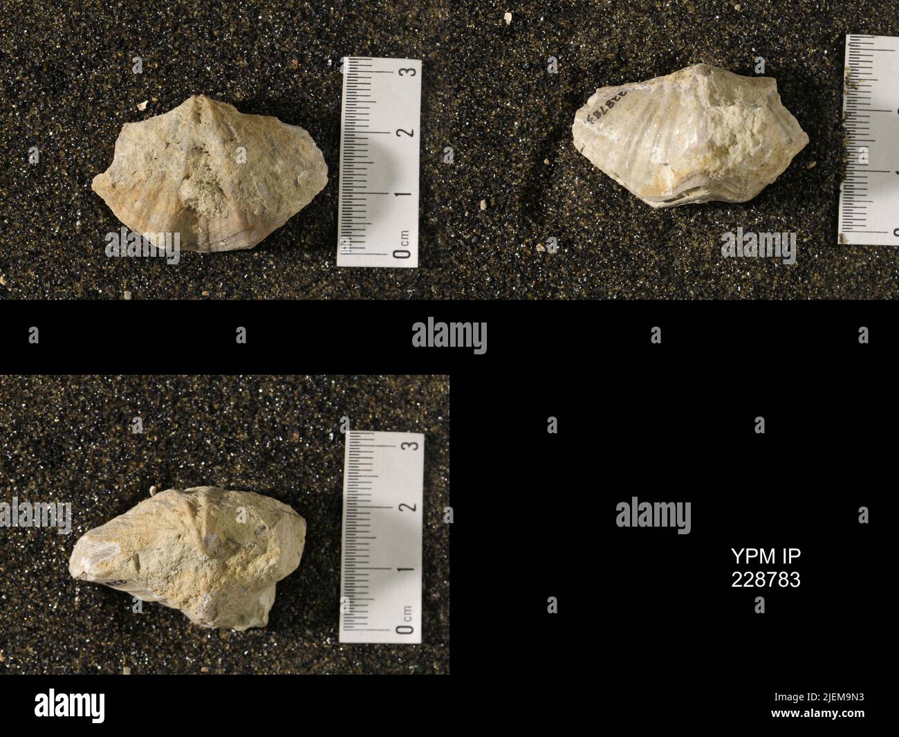 Neospirifer sp animalia hi-res stock photography and images - Alamy