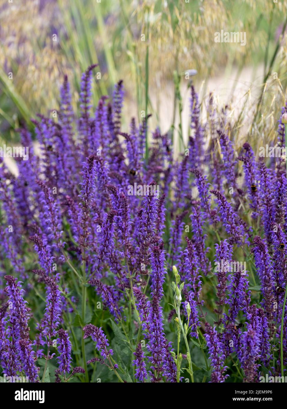 Salvia Rosmarinus, Sissinghurst Blue flowers in full bloom in a ...
