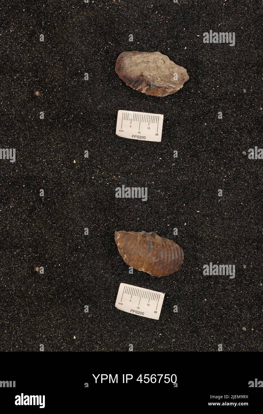 Scaphites ventricosus stantoni reeside hi-res stock photography and ...