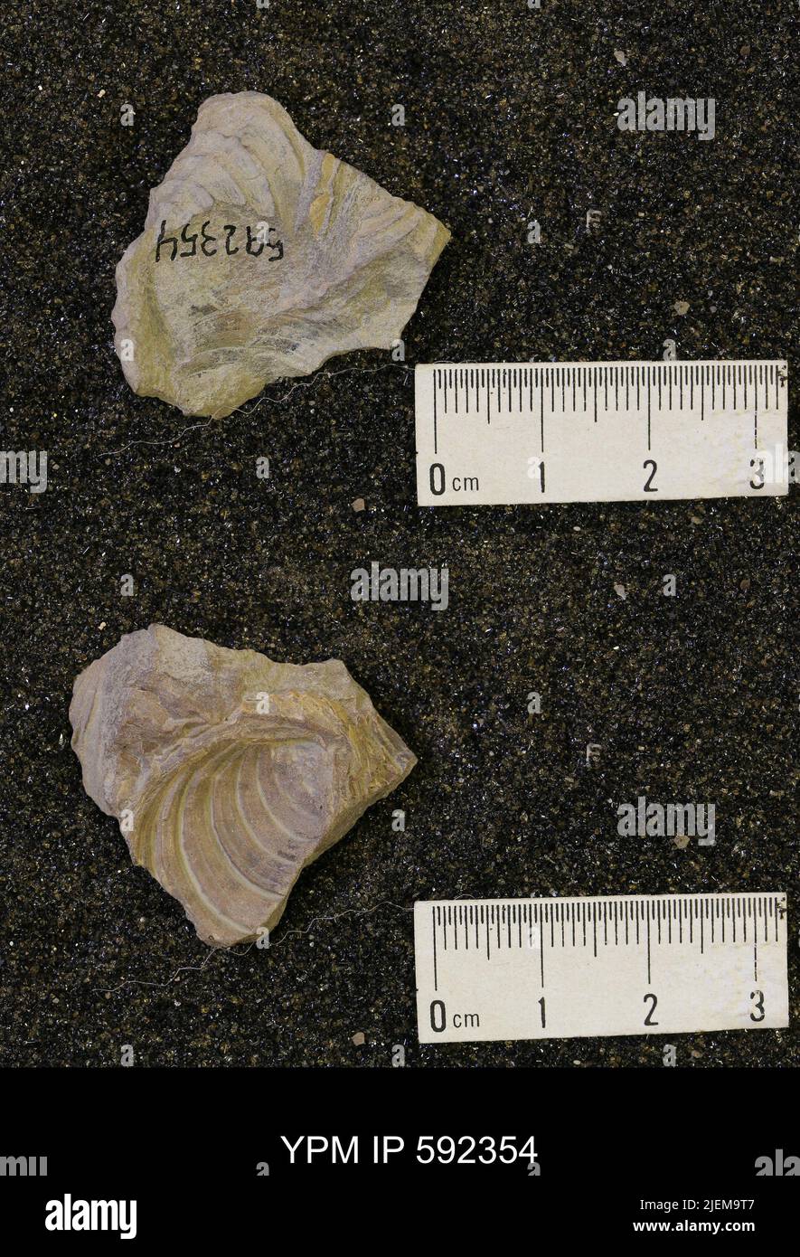 Inoceramus acutiplicata animalia hi-res stock photography and images ...