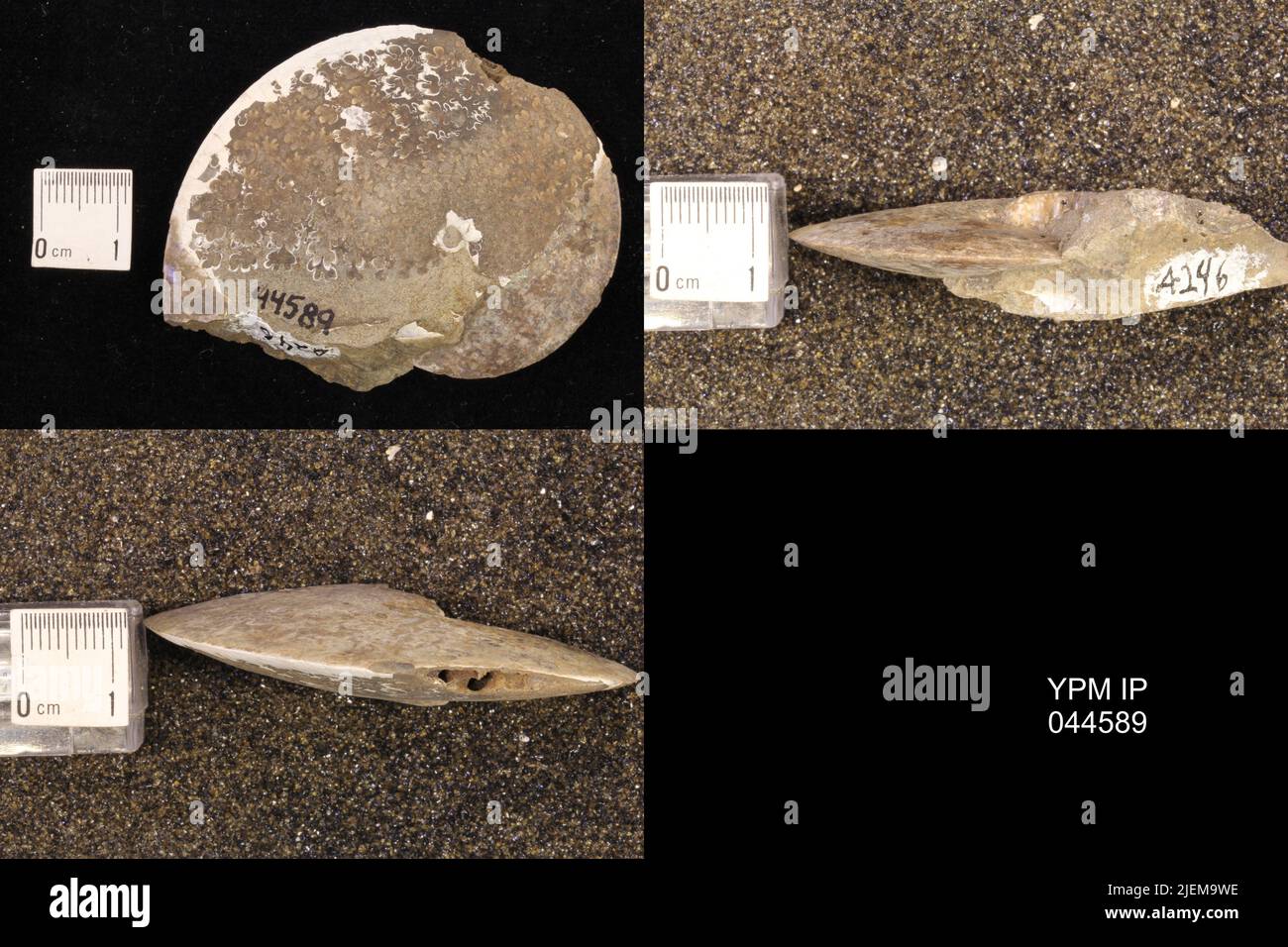 Sphenodiscus lenticularis (Owen Stock Photo - Alamy