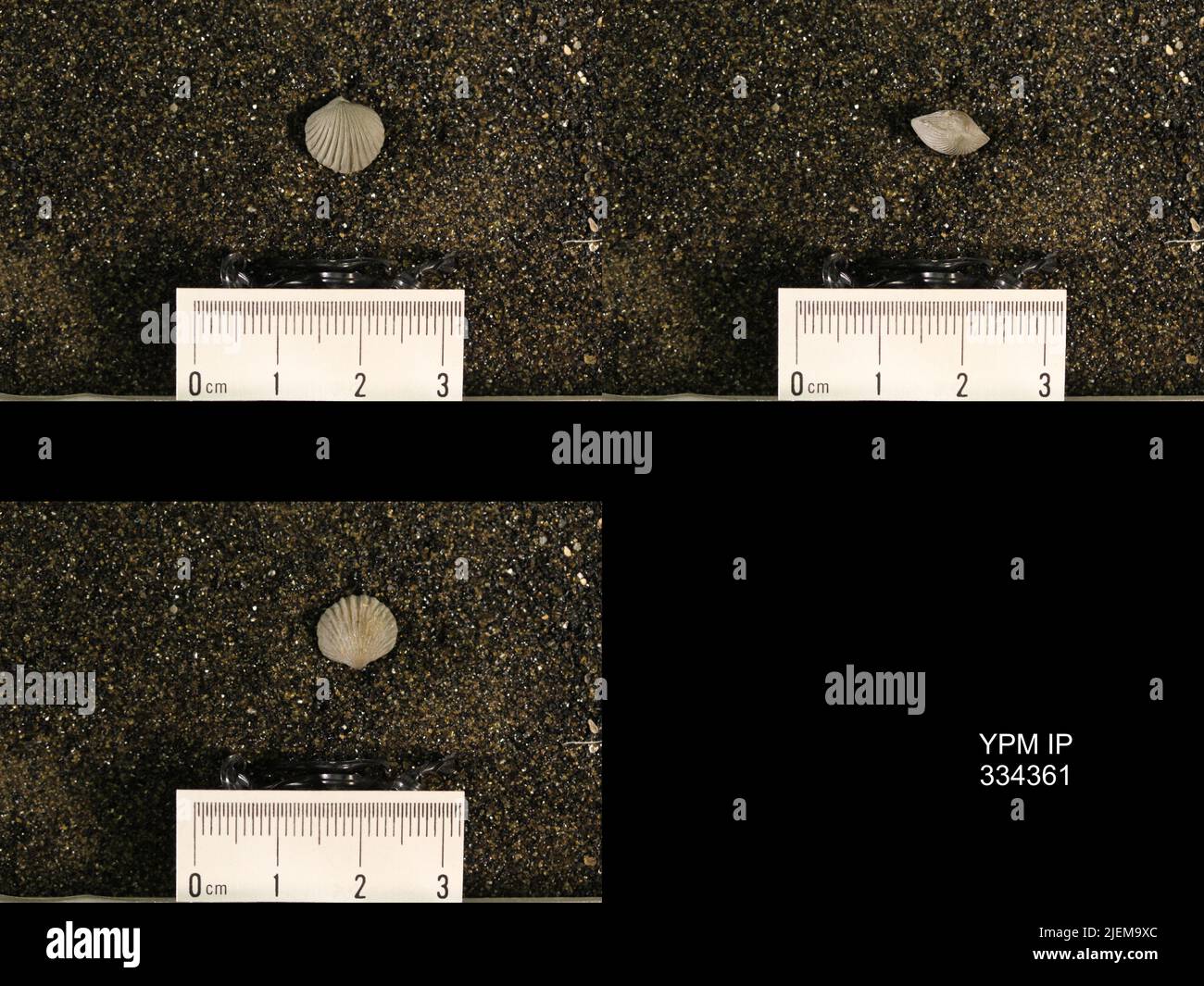 Orthis (Plectorthis) ella Hall Stock Photo - Alamy