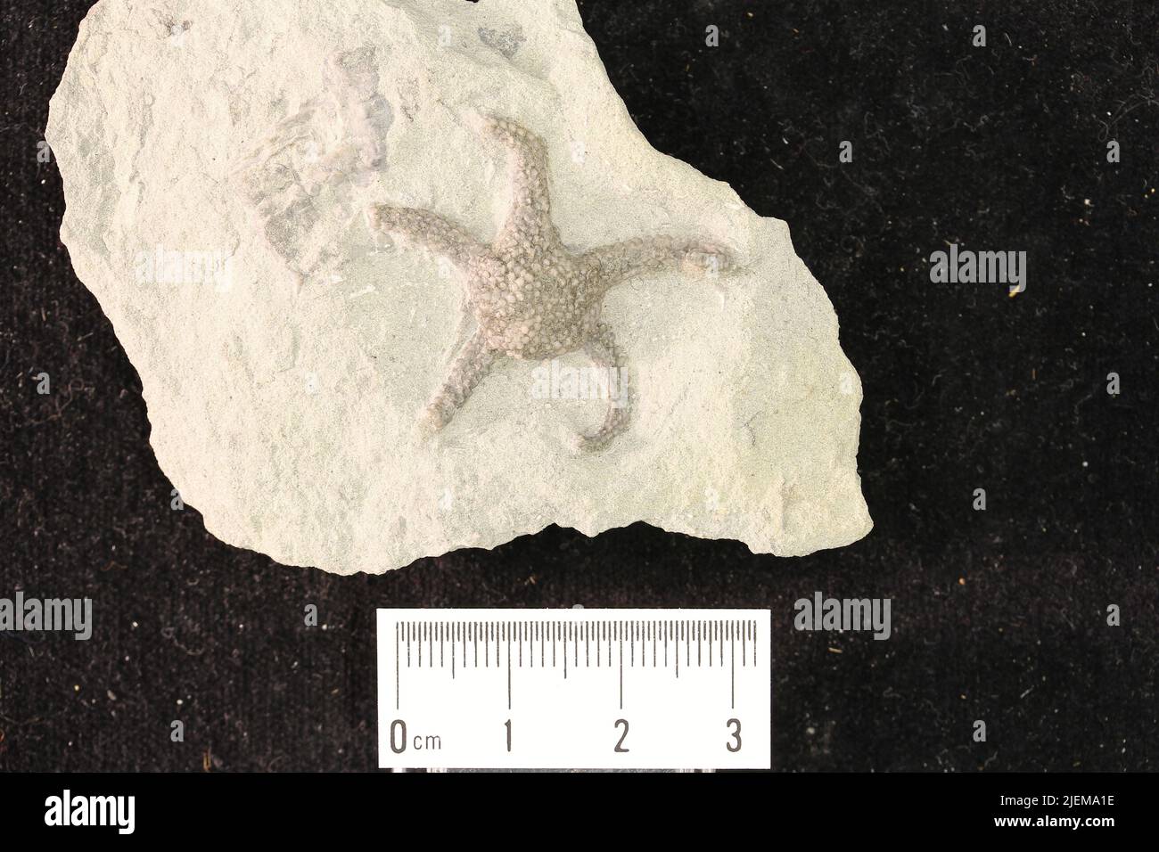 Starfish identification hi-res stock photography and images - Alamy