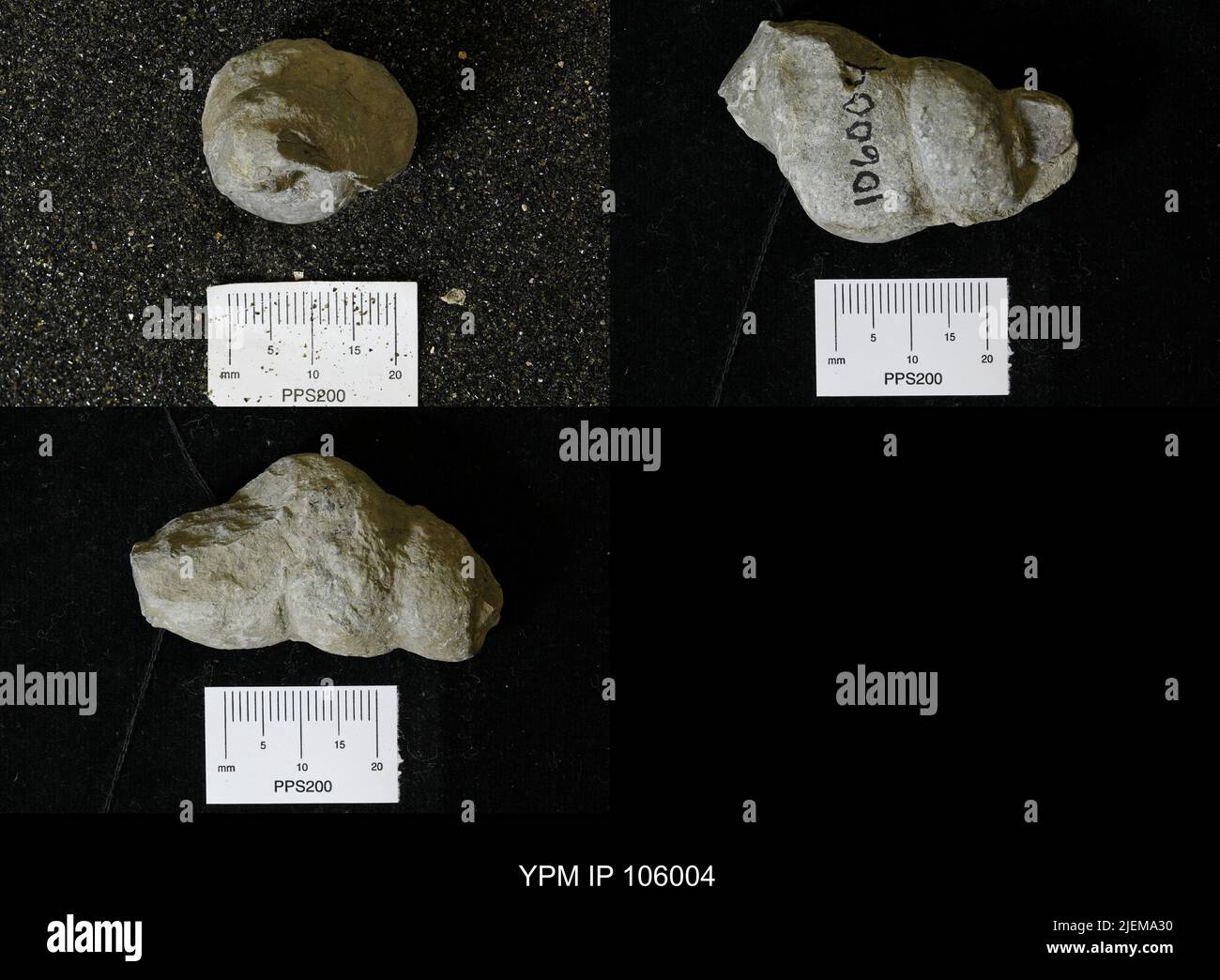 Hormotoma gigantea (Billings Stock Photo - Alamy