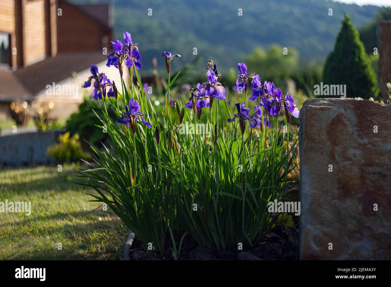 Blue iris flowers in the garden as an example of use in landscaping ...
