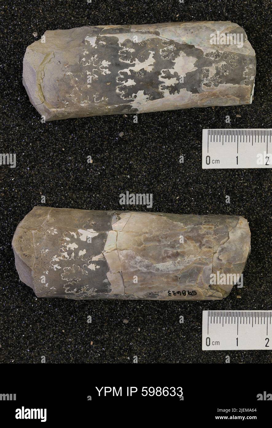 Baculites sp animalia hi-res stock photography and images - Alamy