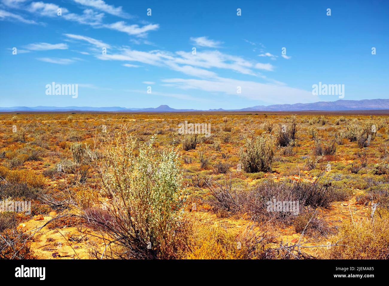 Landscape of wild Fynbos growing in Table Mountain National Park, Cape ...