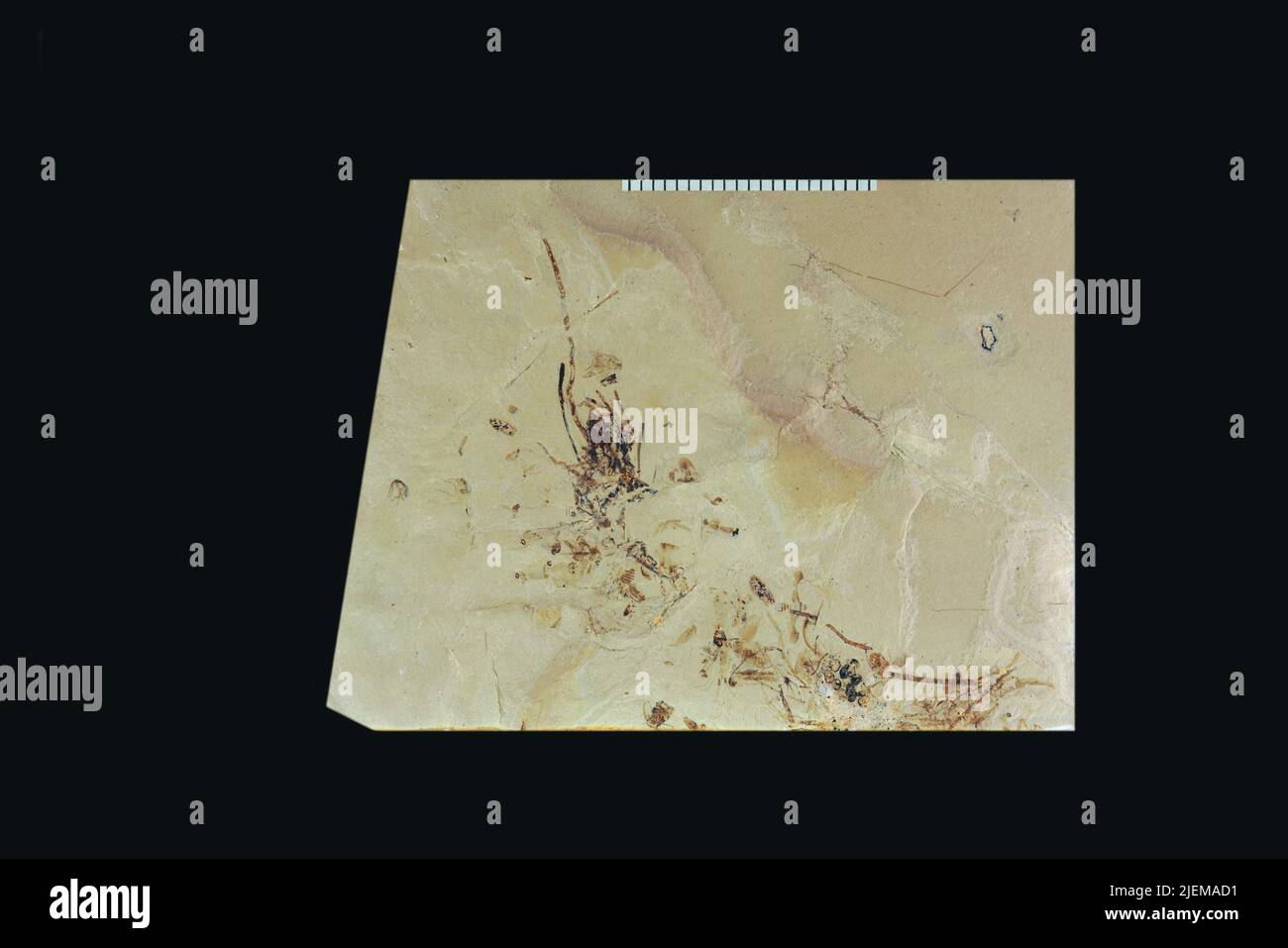 Undet araneae animalia hi-res stock photography and images - Alamy