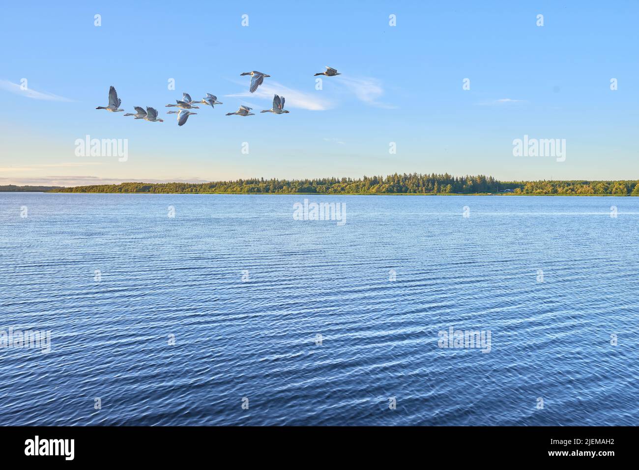 Spring photo of flying seagull over water in the dusk. A flock of birds ...