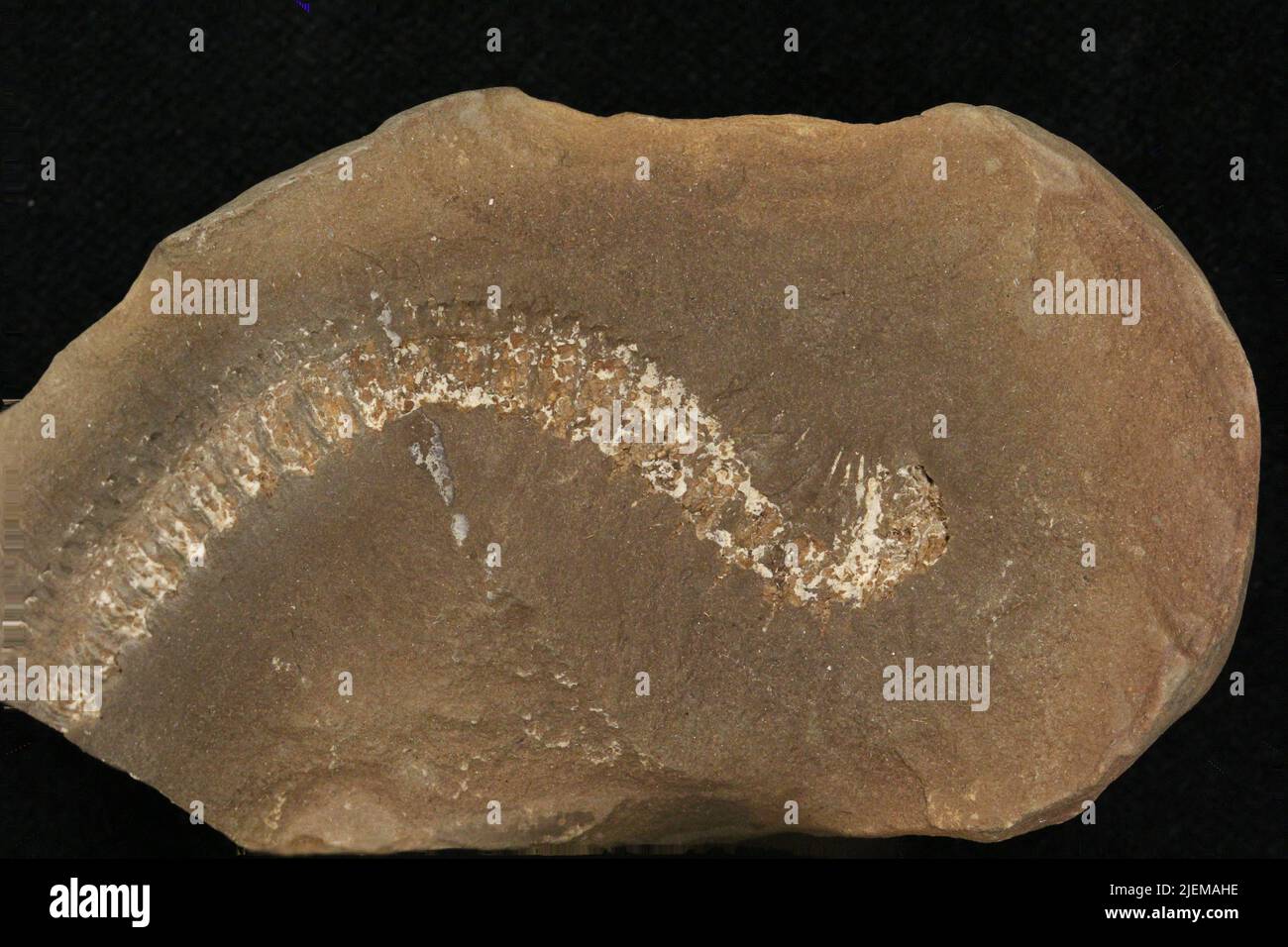 Euphoberia carri scudder animalia hi-res stock photography and images ...