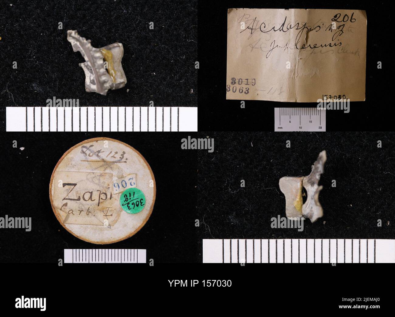 Acidaspis hi-res stock photography and images - Alamy