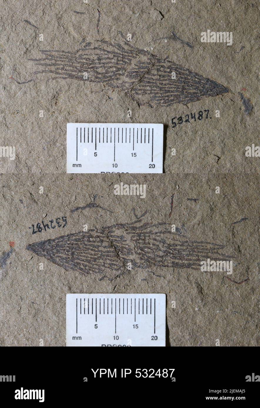 Graptoloidea hi-res stock photography and images - Alamy