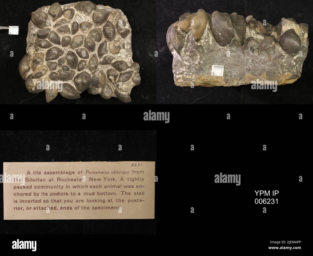 Pentamerus hi-res stock photography and images - Alamy