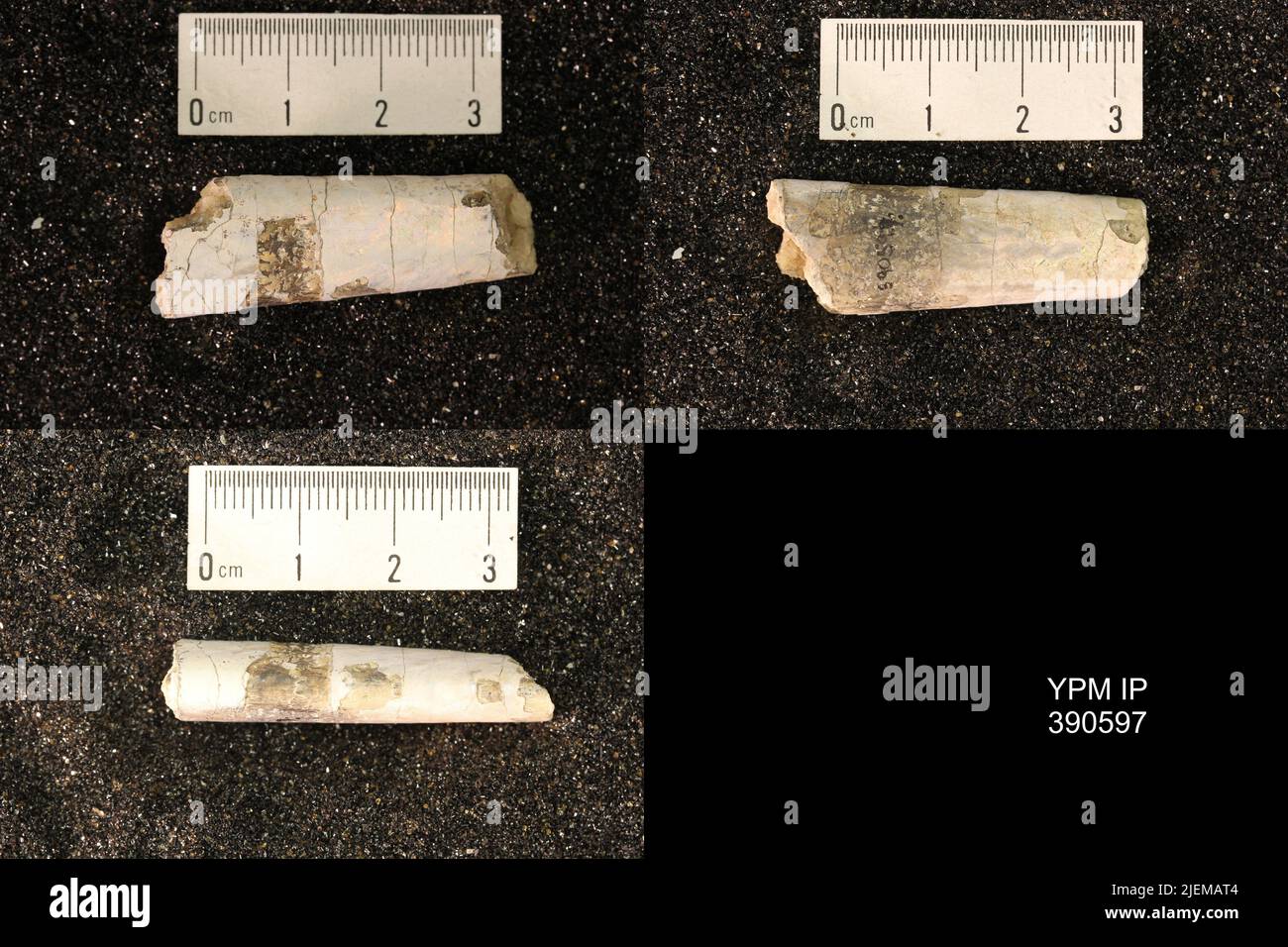 Baculites sp animalia hi-res stock photography and images - Alamy