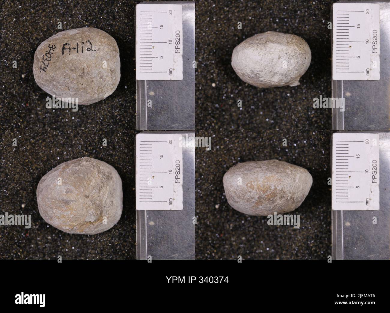 Enallaster texanus roemer animalia hi-res stock photography and images ...