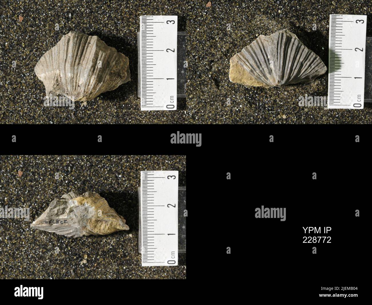 Neospirifer triplicatus Hall Stock Photo - Alamy