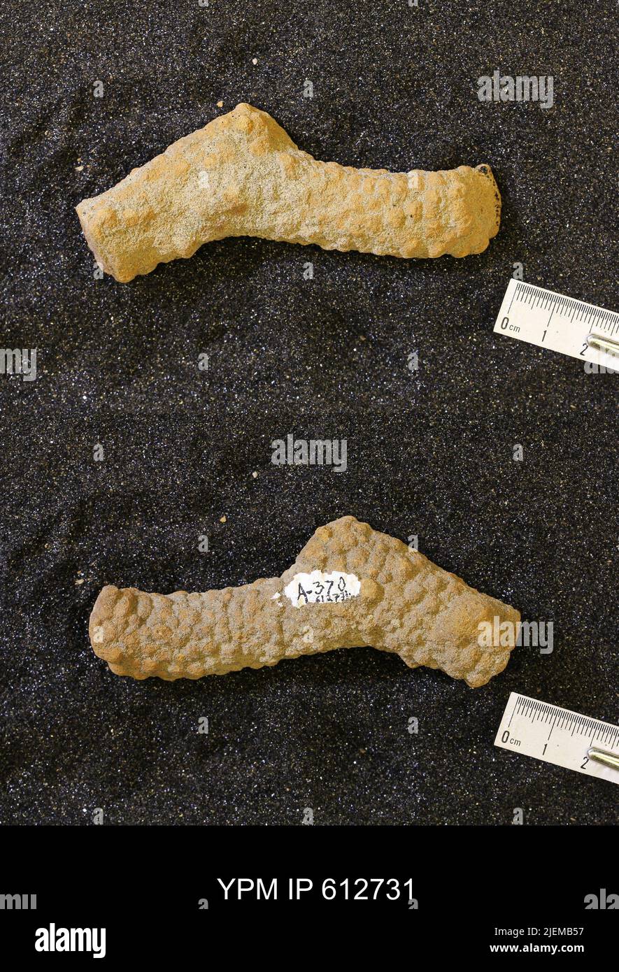 Ophiomorpha nodosa ichnofossil hi-res stock photography and images - Alamy