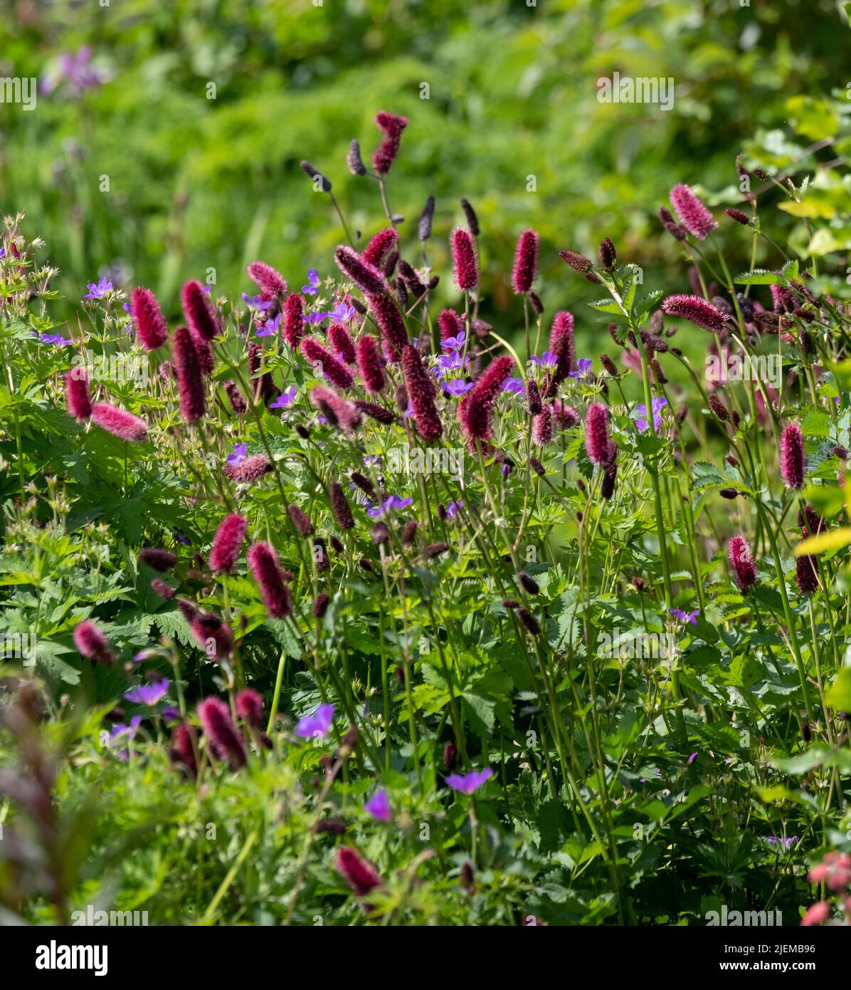 Drought resistant perennial Sanguisorba Tanna Burnet flowers in ...