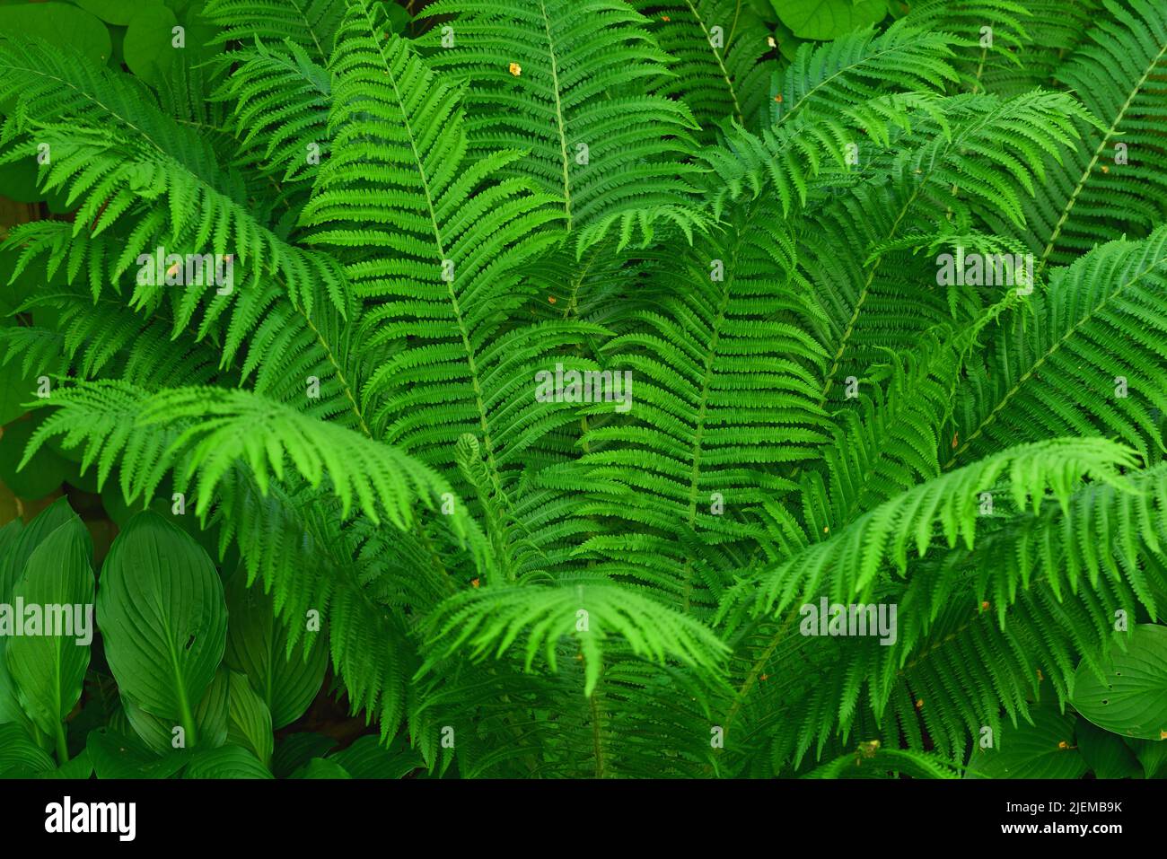 Bright green fern leaf thriving in a garden. Group of fern plants ...