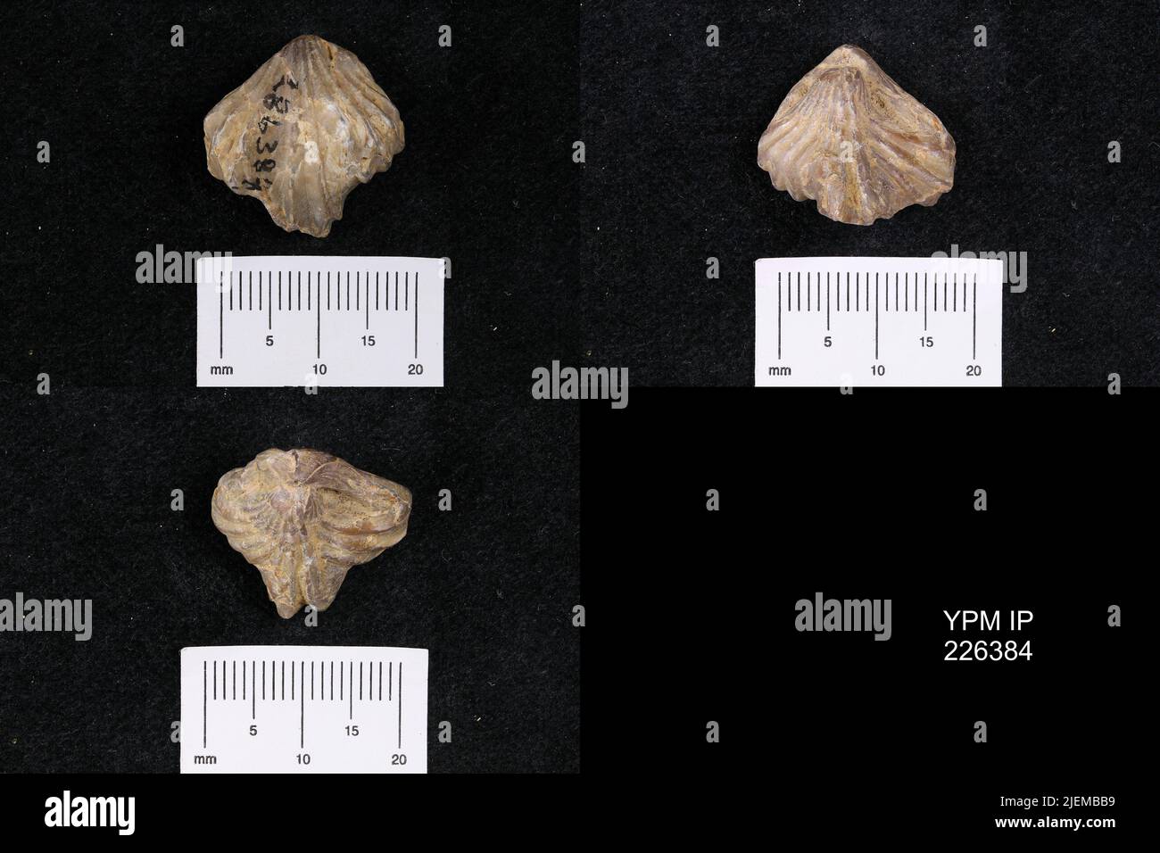 Rhynchonelloidea animalia hi-res stock photography and images - Alamy