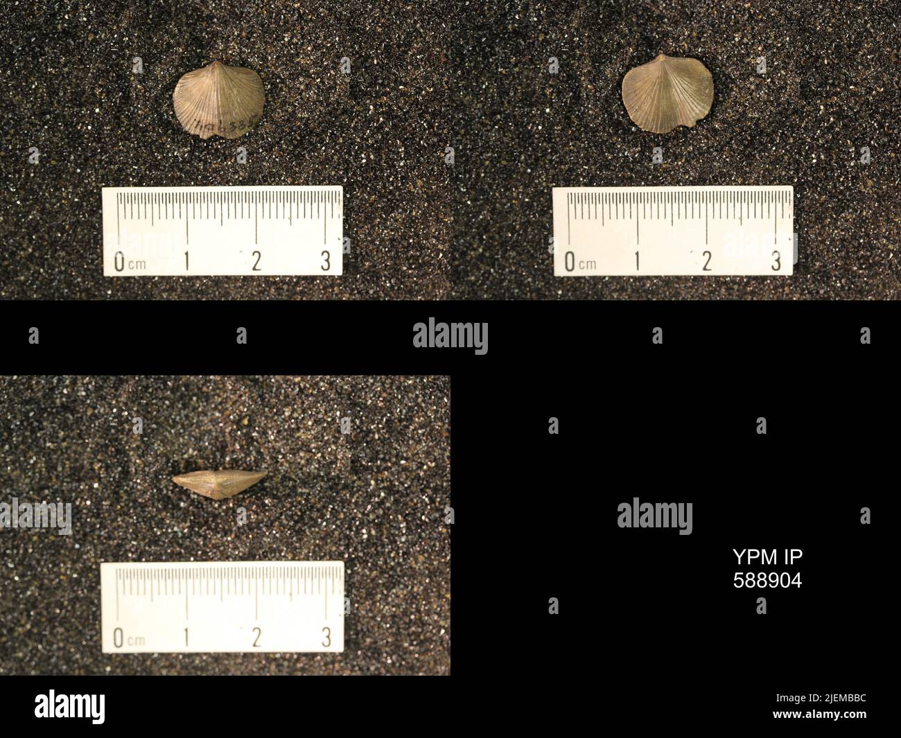 1827 animalia hi-res stock photography and images - Alamy