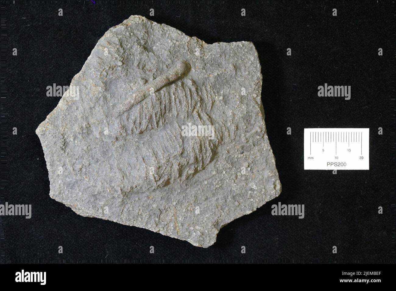 Rusophycus biloba ichnofossil hi-res stock photography and images - Alamy