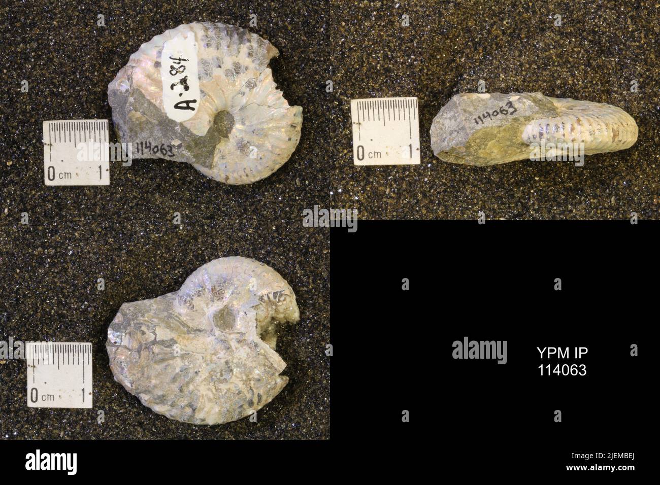 Discoscaphites conradi morton animalia hi-res stock photography and ...