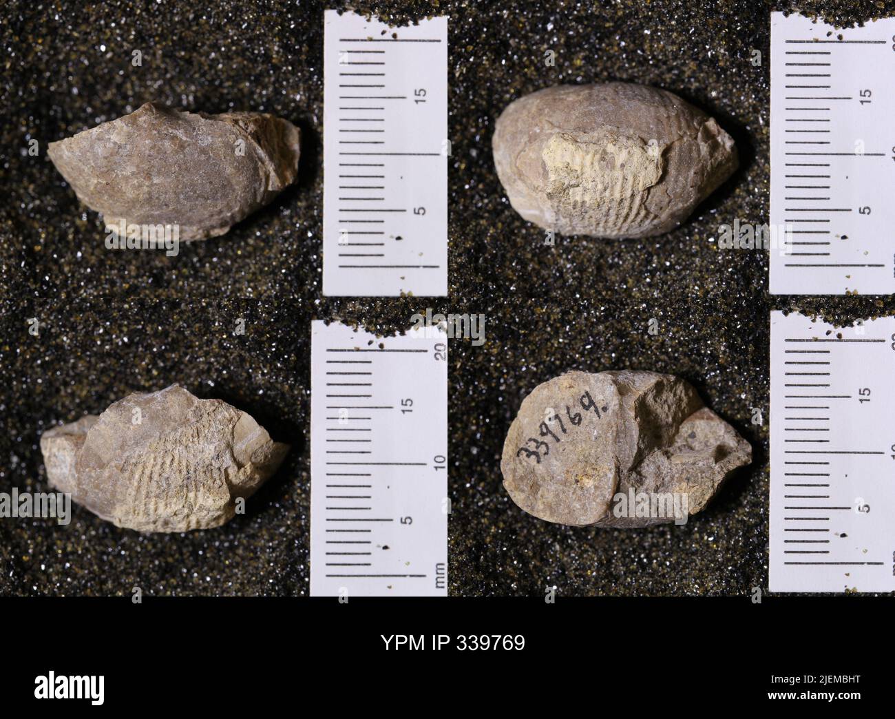 Scaphites whitfieldi Cobban Stock Photo - Alamy