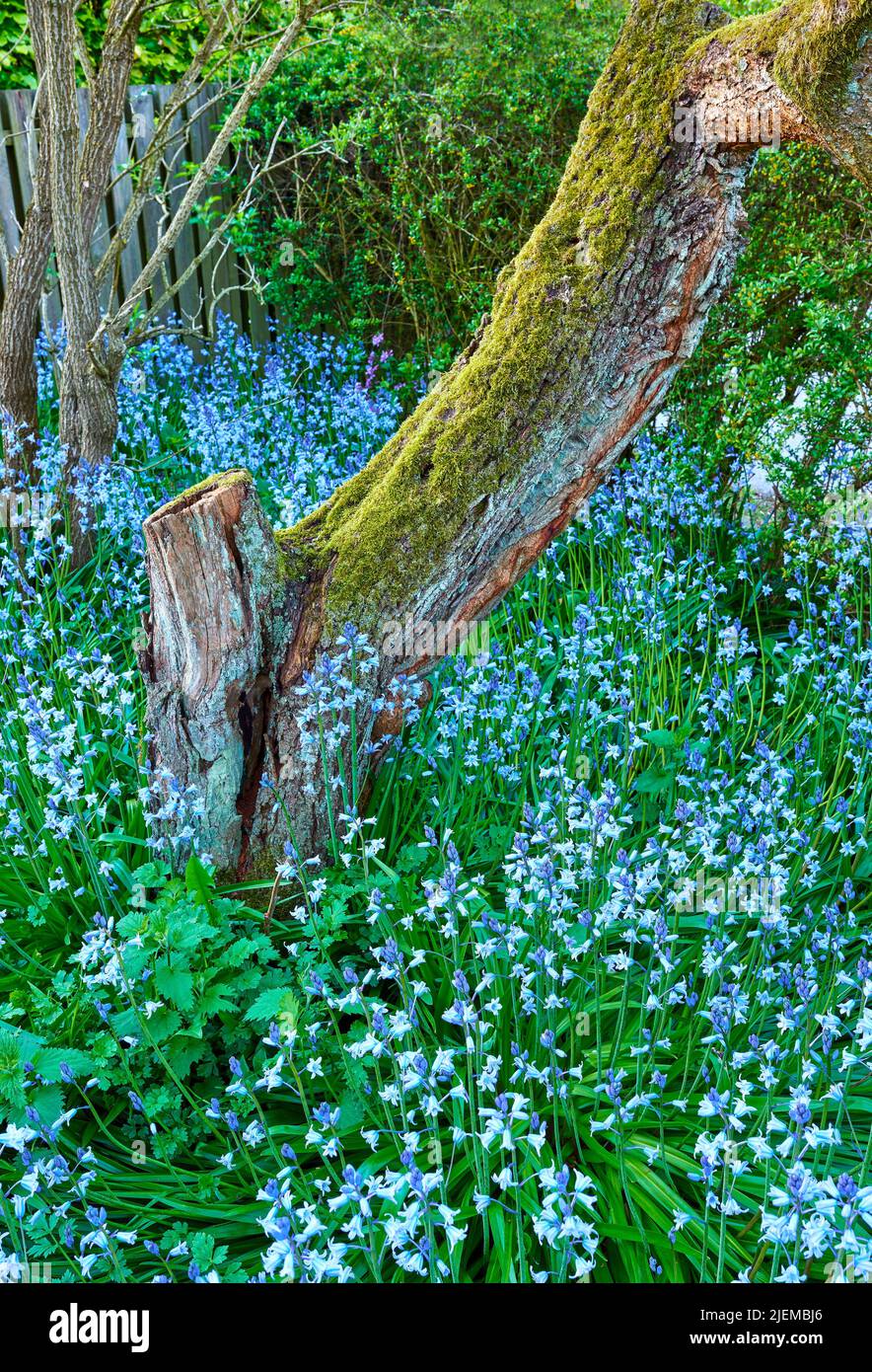 Top view of bluebell flowers in lush forest in summer. Blue plants ...