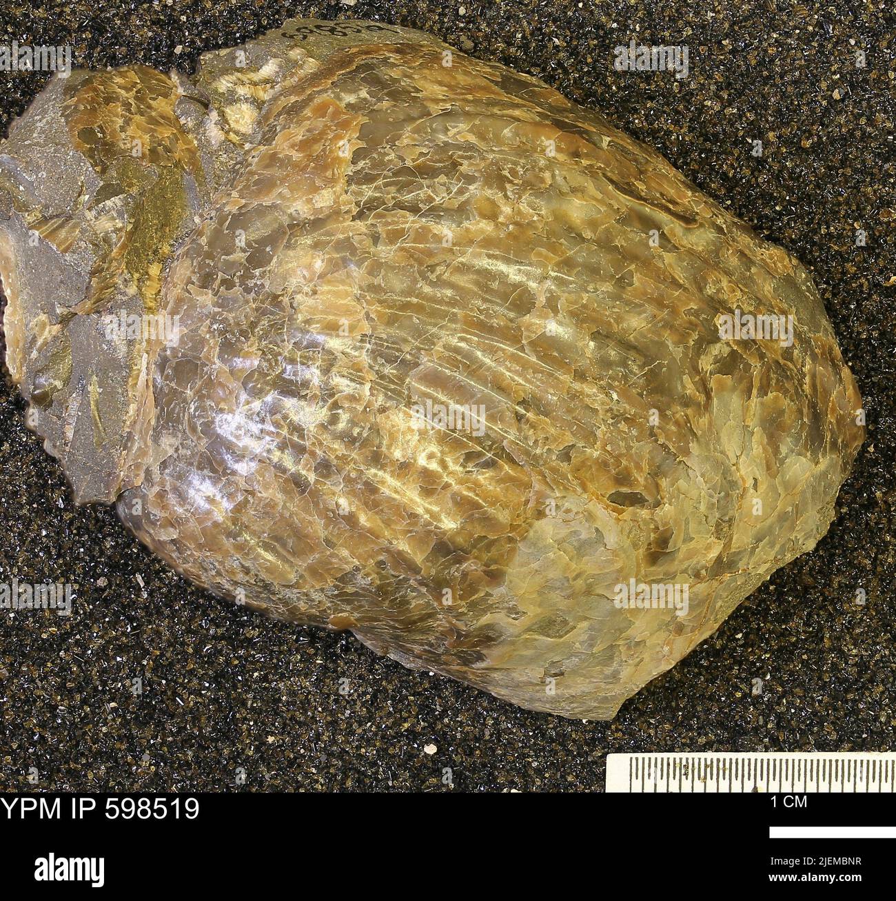 Inoceramus sp animalia hi-res stock photography and images - Alamy