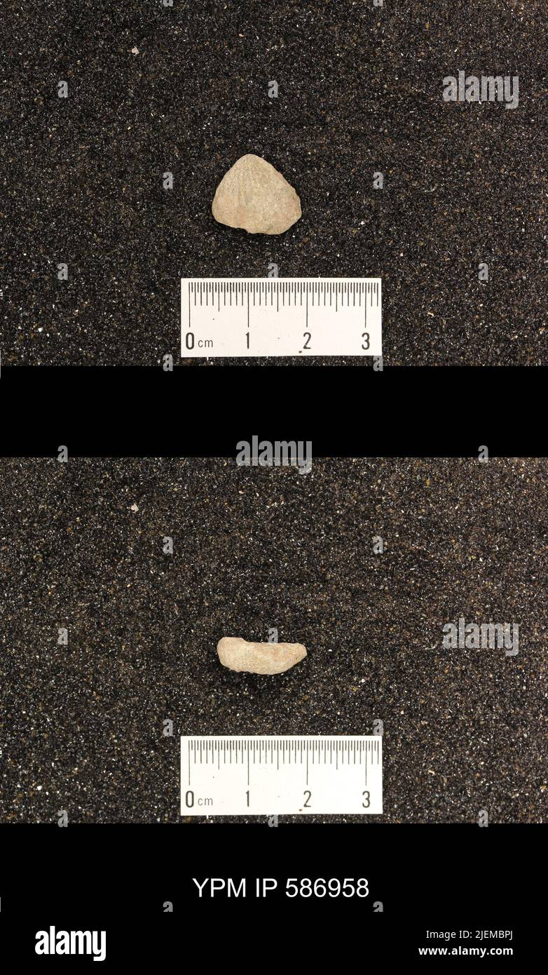 Capax hi-res stock photography and images - Alamy