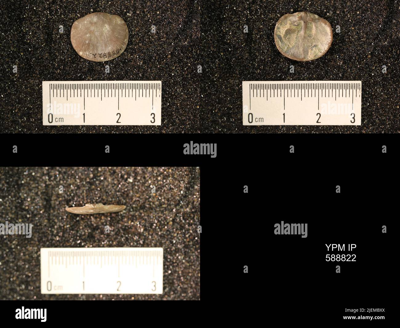 1875 animalia hi-res stock photography and images - Alamy