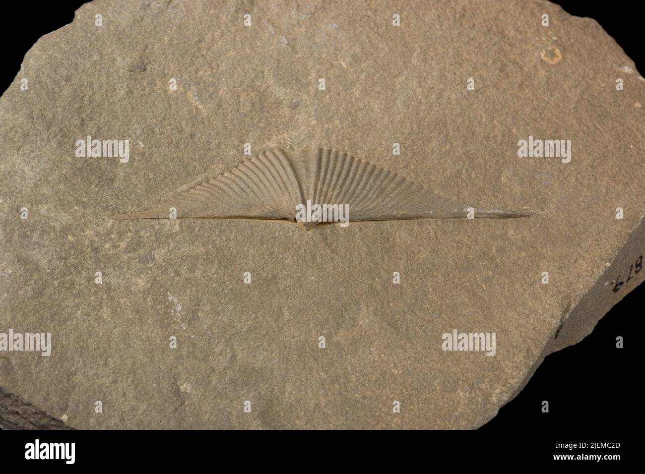 1820 animalia hi-res stock photography and images - Alamy