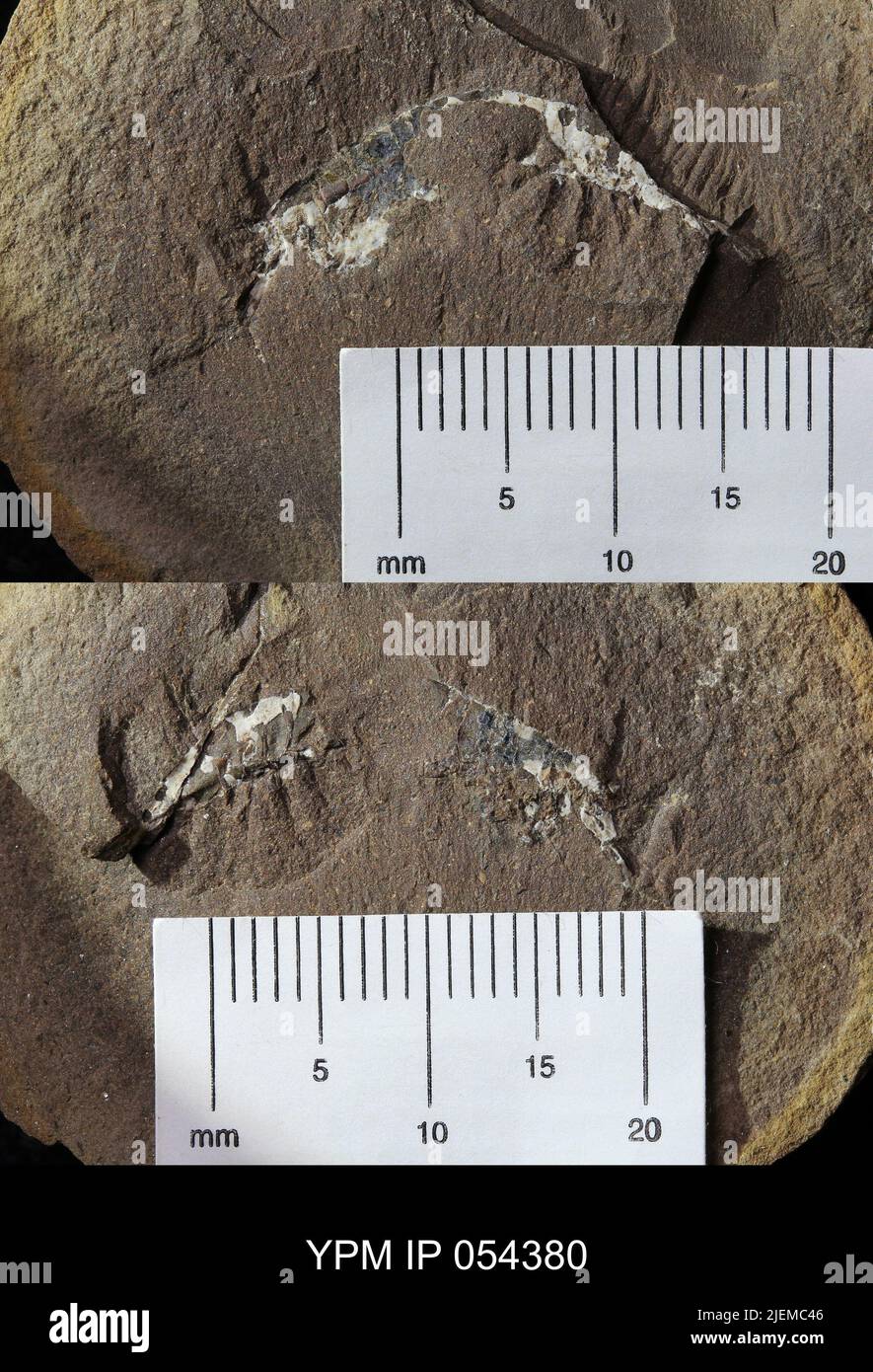 Syncarida hi-res stock photography and images - Alamy