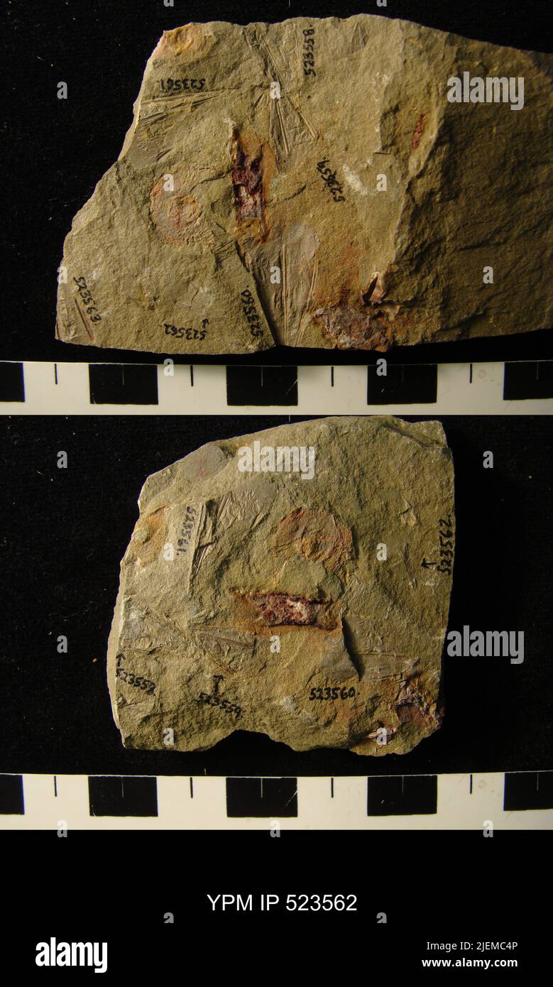 Conulariida animalia hi-res stock photography and images - Alamy