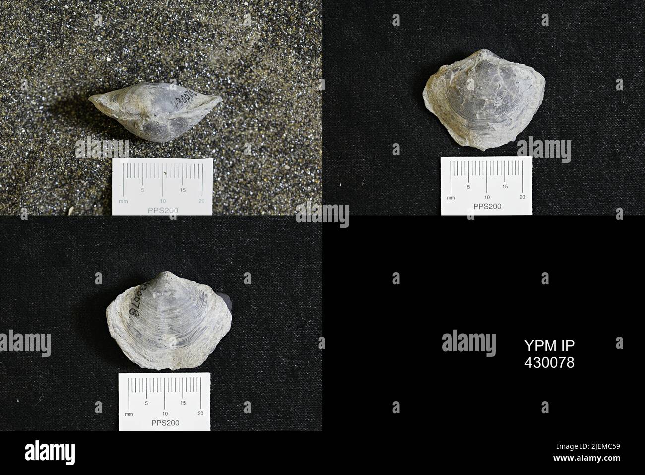 Athyris spiriferoides Eaton Stock Photo - Alamy
