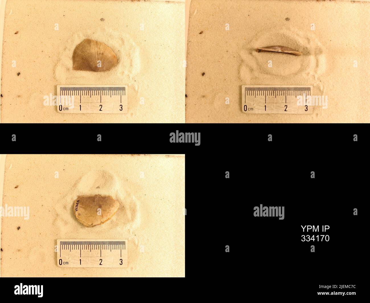 Rafinesquina hi-res stock photography and images - Alamy