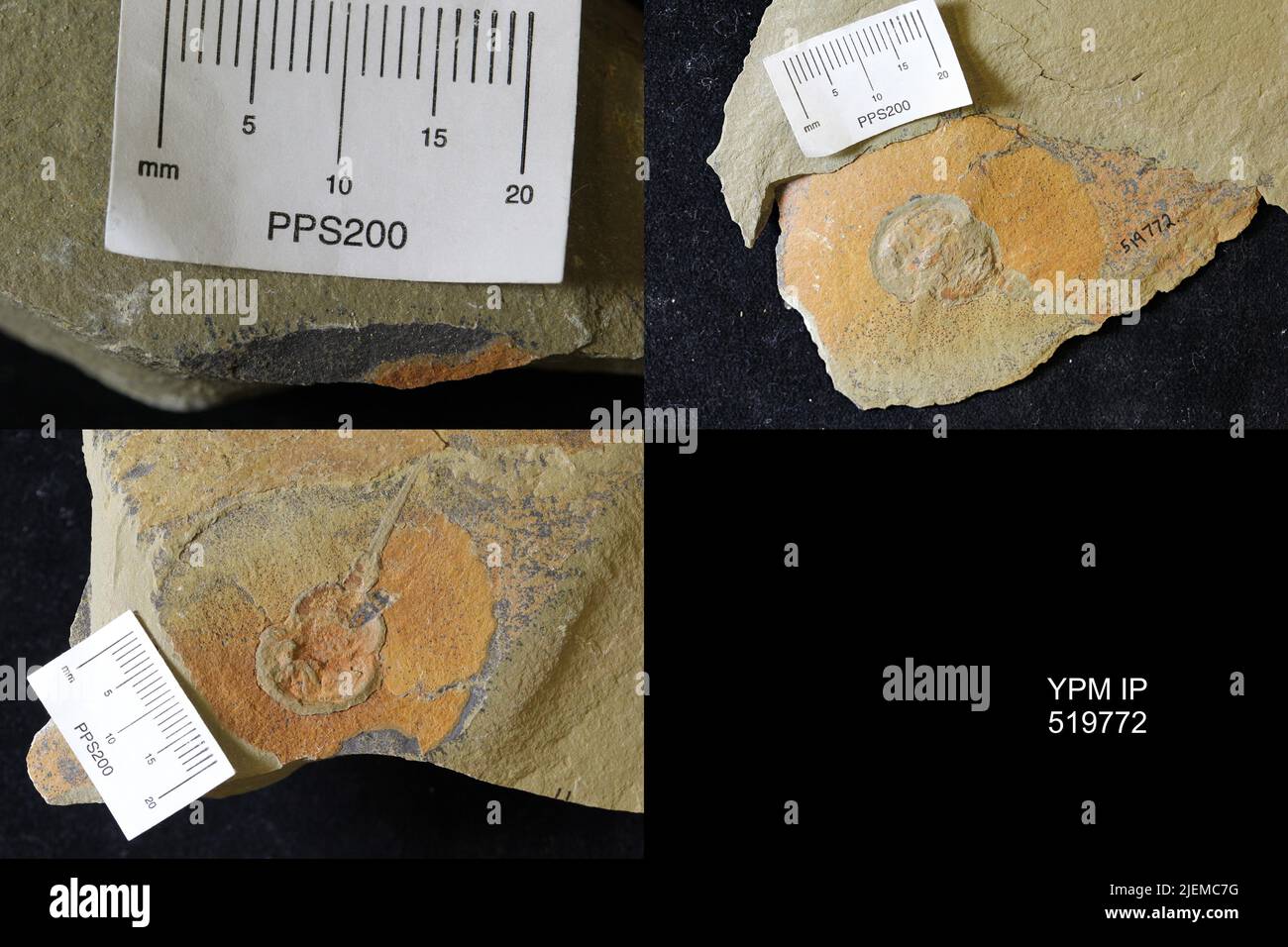 Xiphosurida hi-res stock photography and images - Alamy