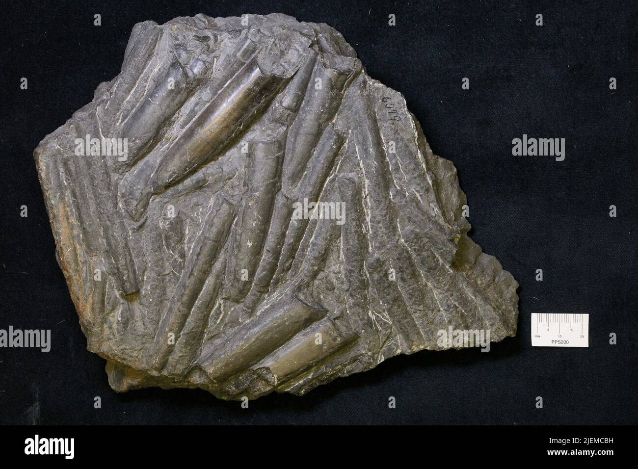 Belemnites sp hi-res stock photography and images - Alamy