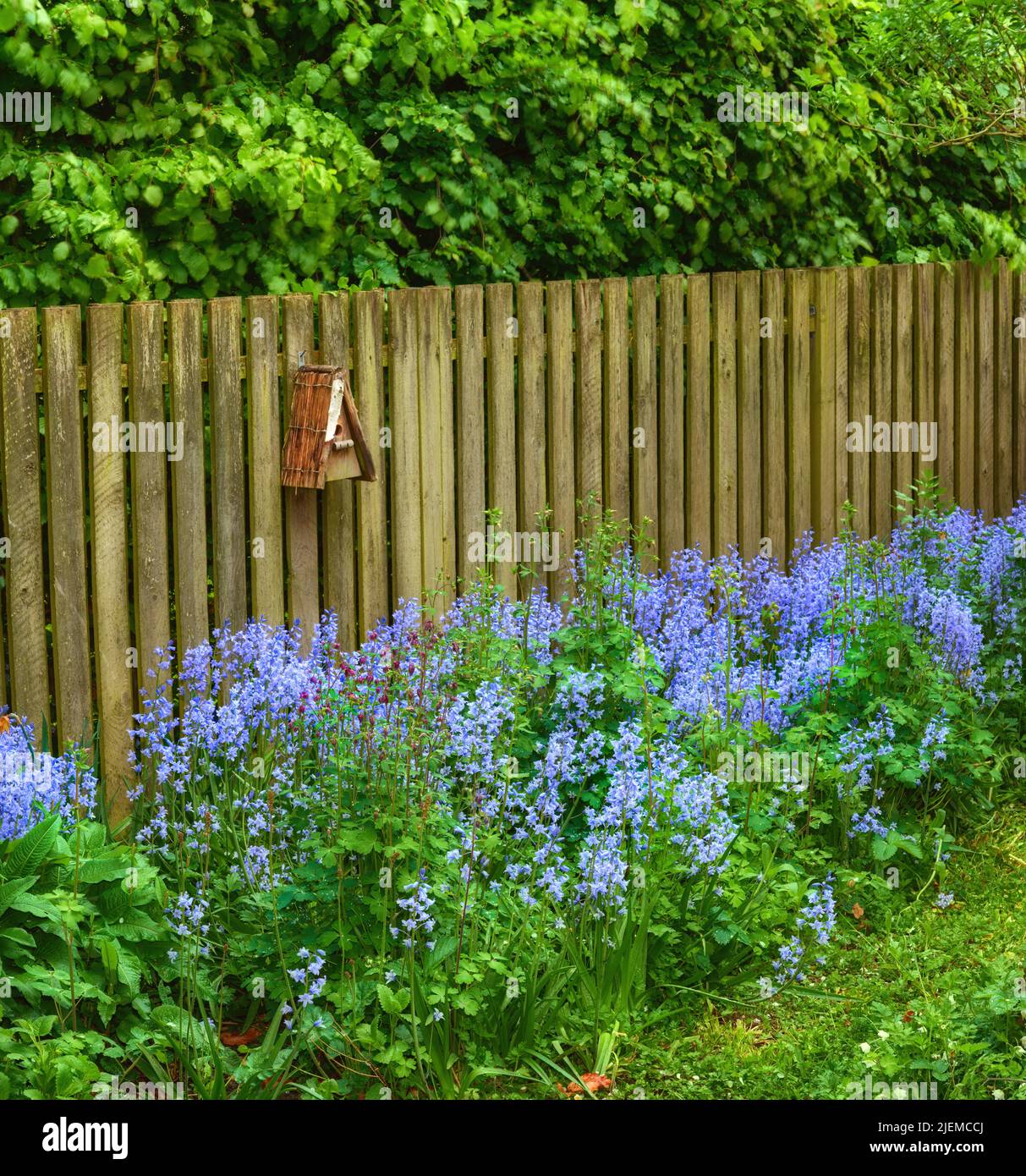 Landscape of bluebell flowers in a lush forest in summer. Blue plants ...