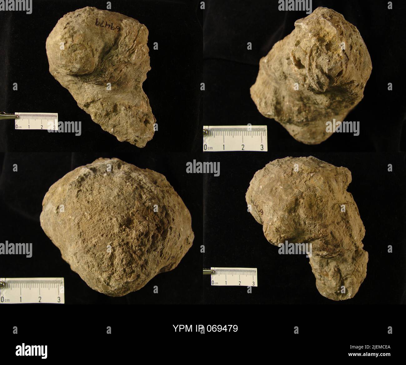 Caprina hi-res stock photography and images - Alamy