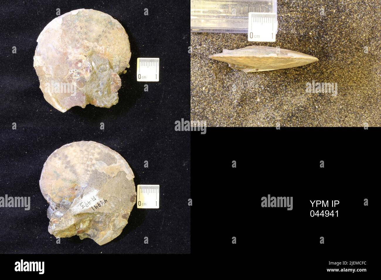 Sphenodiscus lenticularis (Owen Stock Photo - Alamy