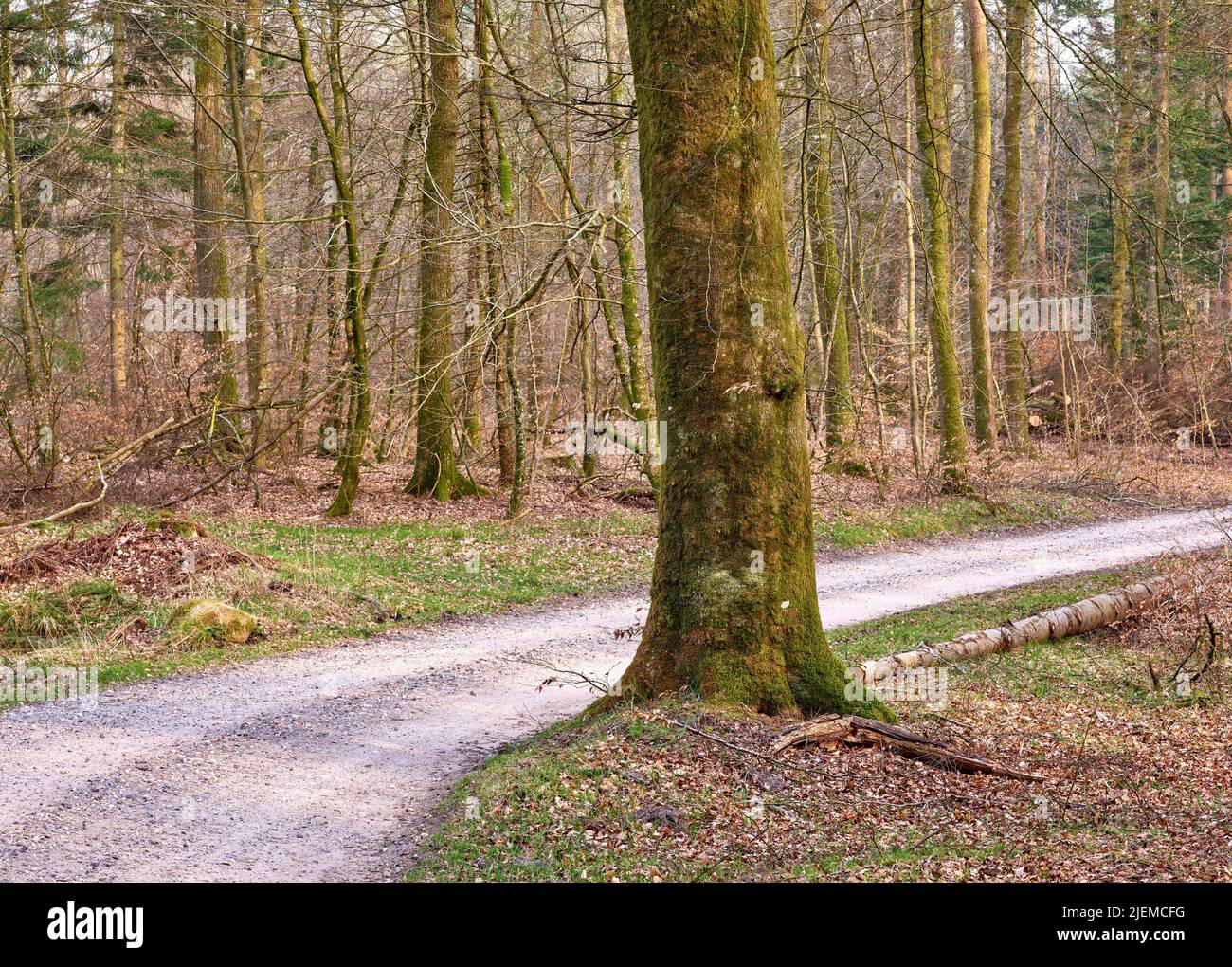 A pine forest with a pathway. An autumn landscape of tall tree trunks ...