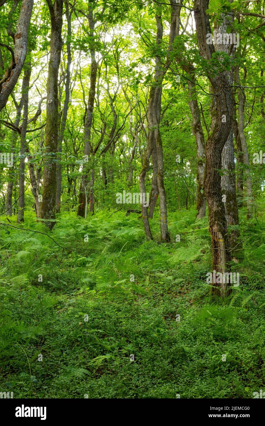 Bright green forest with lush foliage and on a summer day in Europe ...