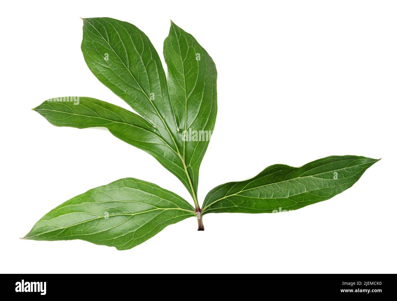 Leaf of peony flower on white background. Green leaf of peonies ...