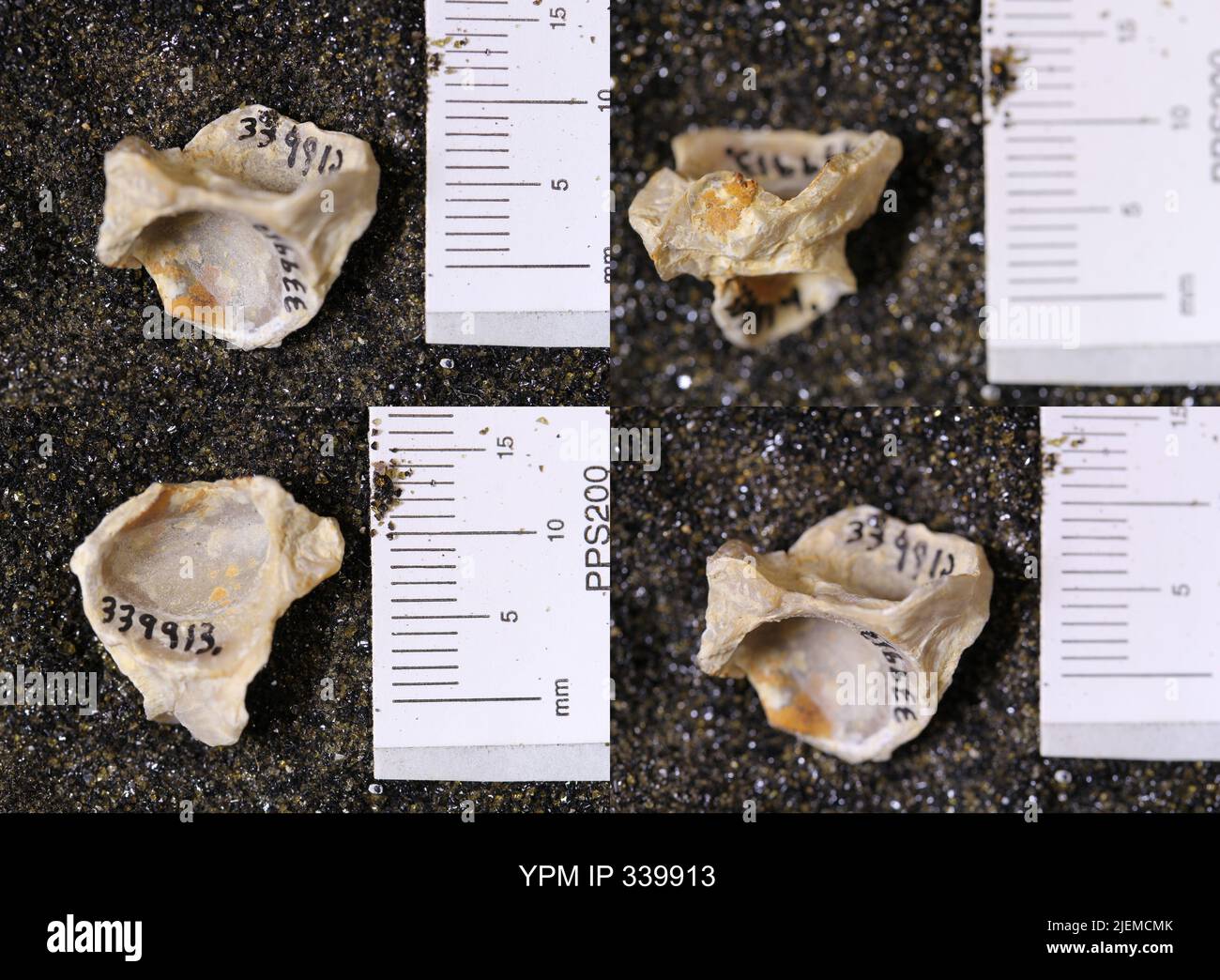 Exogyra hi-res stock photography and images - Alamy