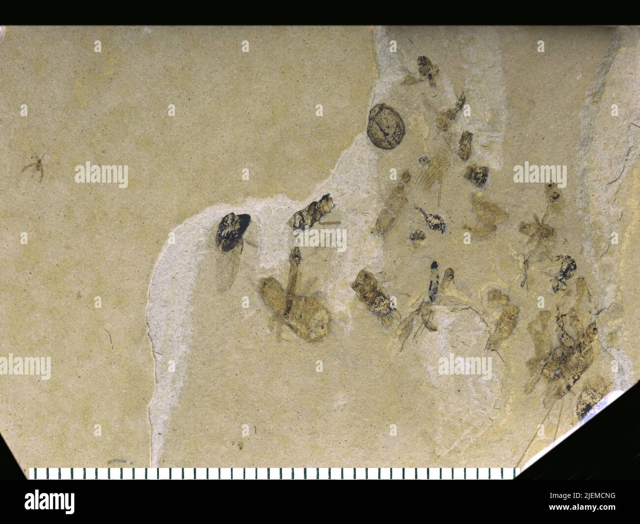 Undet psocoptera animalia hi-res stock photography and images - Alamy