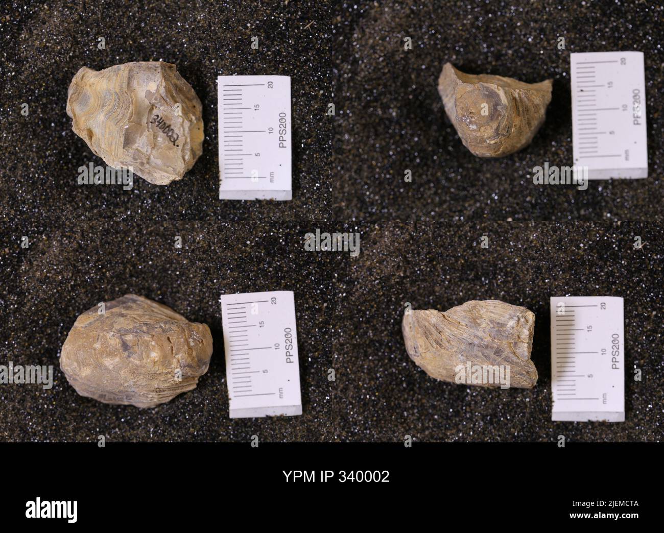 1893 animalia hi-res stock photography and images - Alamy